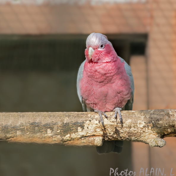 Sologne - Beauval - Perroquet rose